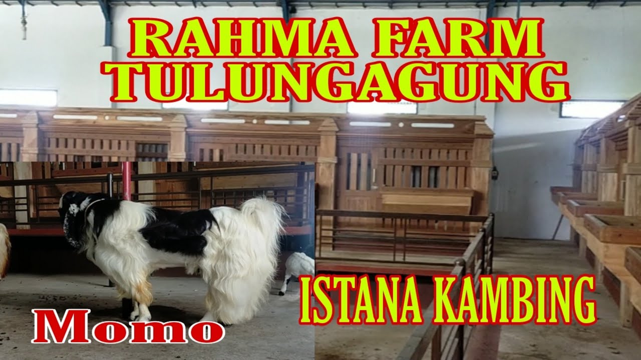 RAHMA FARM , BPK AJI TULUNGAGUNG - YouTube