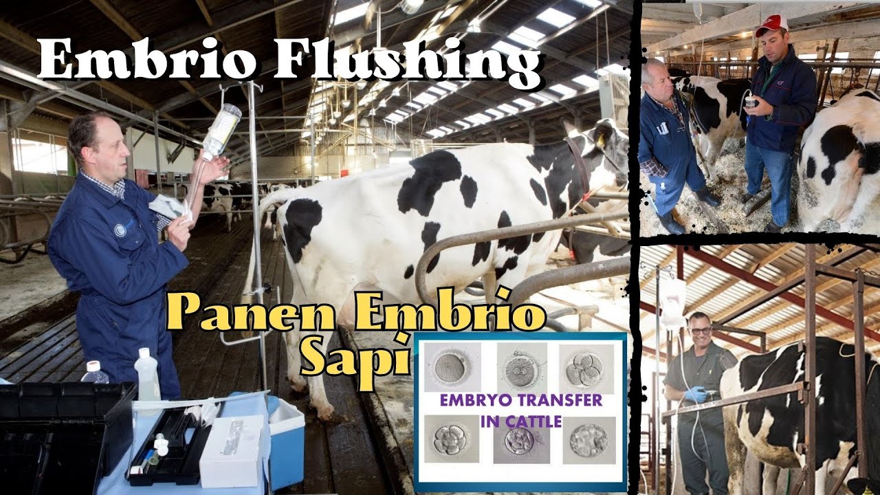 flushing embryos from cattle : Proses Panen Embrio Untuk Transfer ...