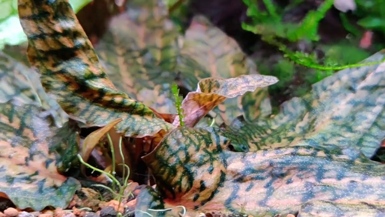 Cryptocoryne nurii "Rosen Maiden" in fiore. - YouTube