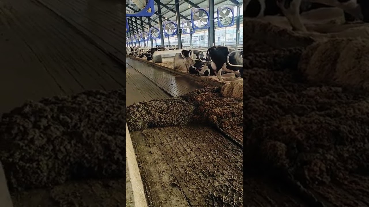 Cowdung Cleaning Machine | Automatic Cow Shed Cleaning Equipment # ...