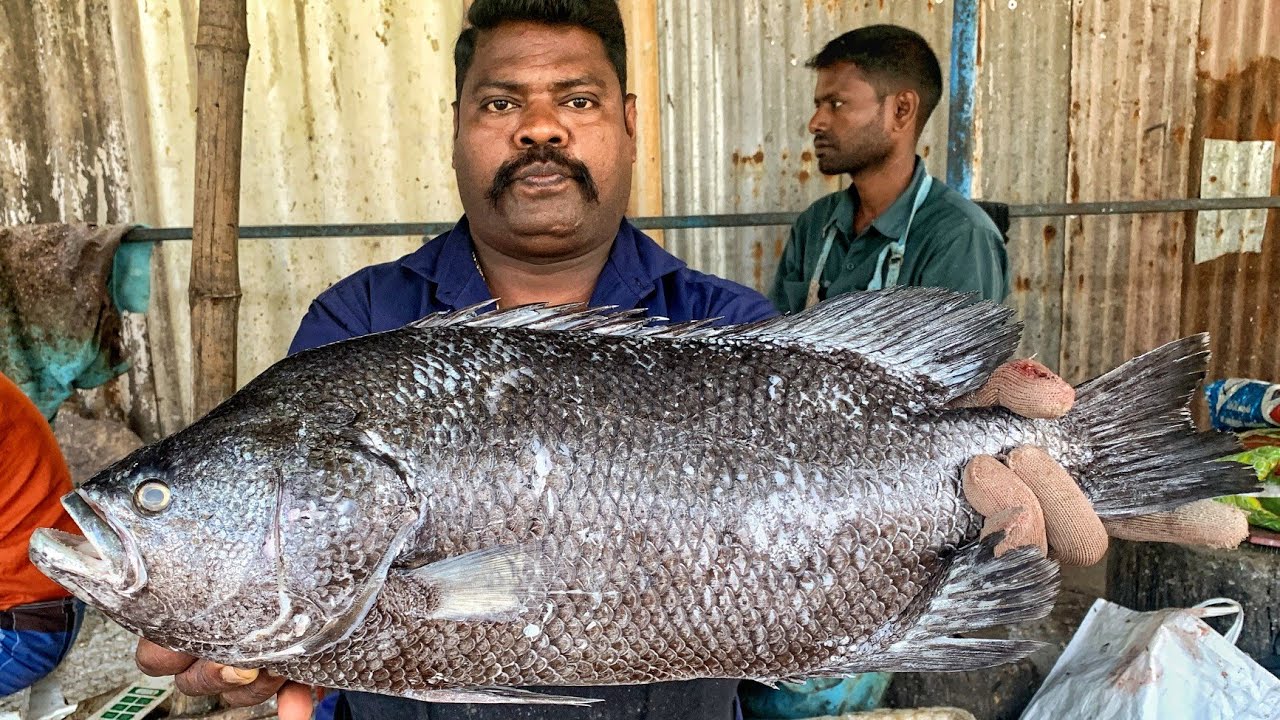 KASIMEDU 🔥 SPEED SELVAM | KAL KODUVA FISH CUTTING VIDEO | 4K VIDEO ...