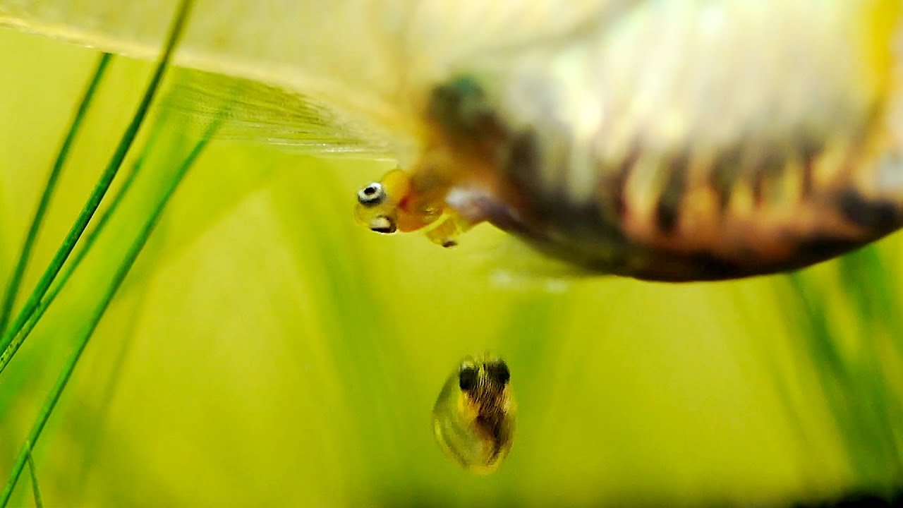 GUPPY FISH GIVING BIRTH | 孔雀魚 分娩生產 - YouTube