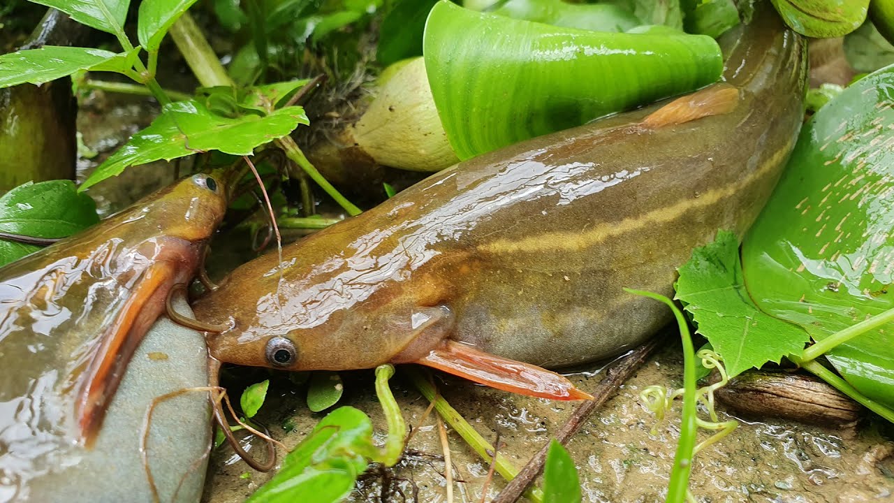 Fishing in Rainy Season: Catching Climbing Perch Fish & Catfish Catch ...