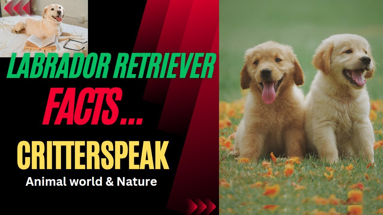 Labrador /The Versatile Labrador Retriever: A Perfect Blend of ...