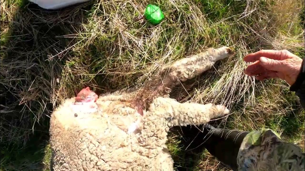 Lambing Time Prolapse Aussie Sheep Farming [EP.47] - YouTube
