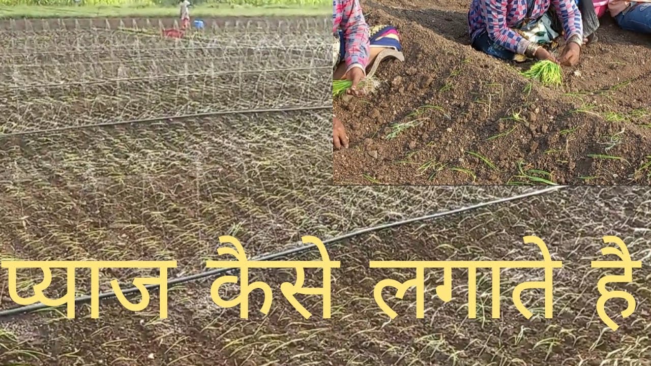 प्याज जैसे लगाते है Pyaj Kaise Lagate Hai - YouTube