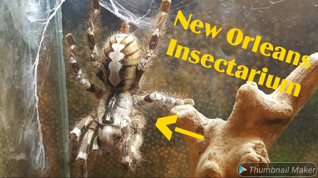 Visiting the Audubon Insectarium in New Orleans - YouTube