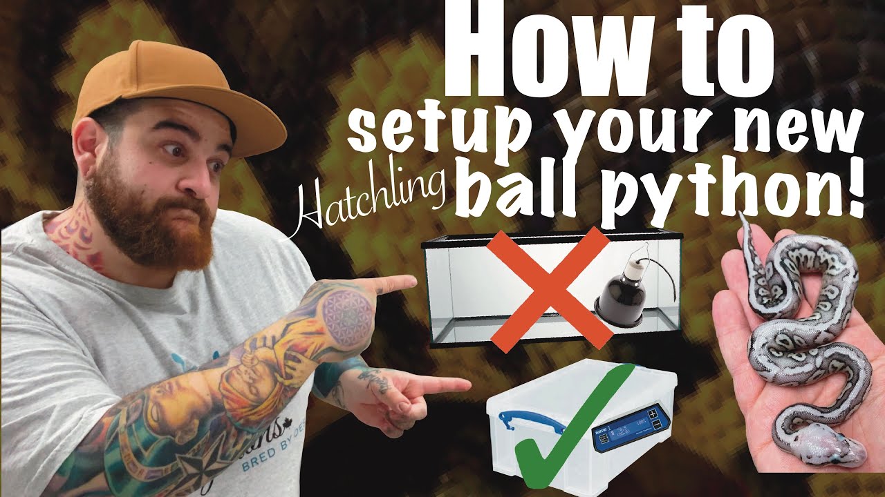 How To Setup A Ball Python Tub for Beginners YouTube how-to-setup-a-ball-python-tub-for-beginners-youtube
