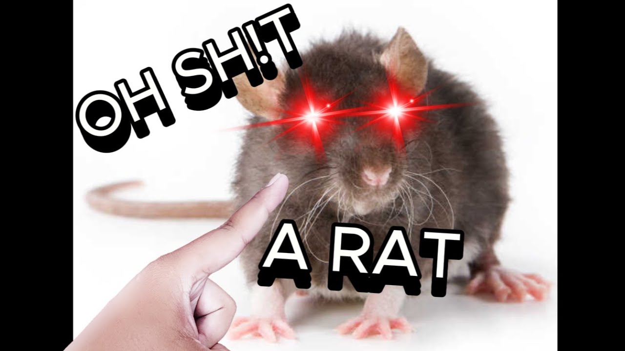 OH SH!T A RAT - YouTube