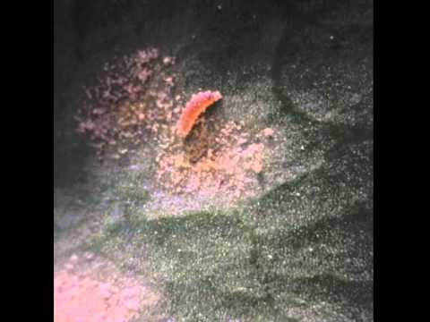 Mexico- Larva Eating Rust - YouTube