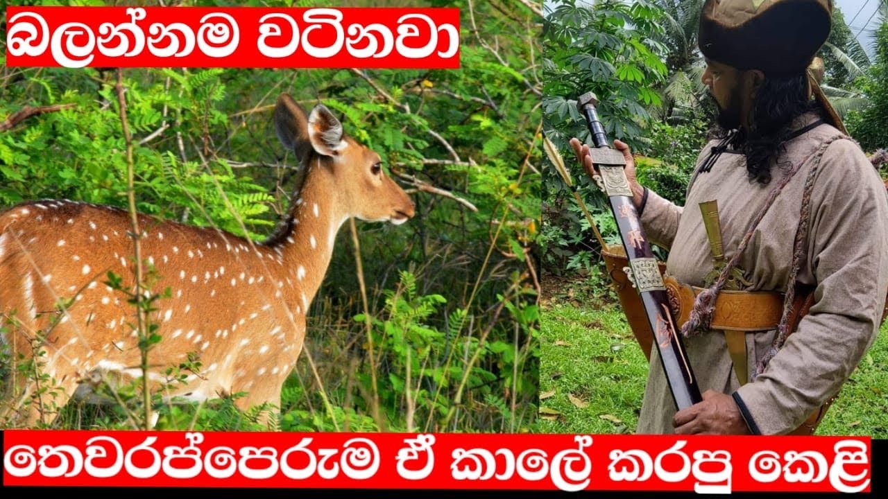 දඩබ්බර පාලිත තෙවරප්පෙරුම ඒ කාලේ කරපු කෙලි | palitha thewarapperuma ...