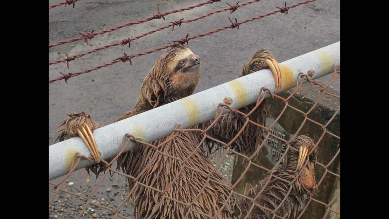 Weirdest Animal Runway Incursion! Sloth on the runway! - YouTube