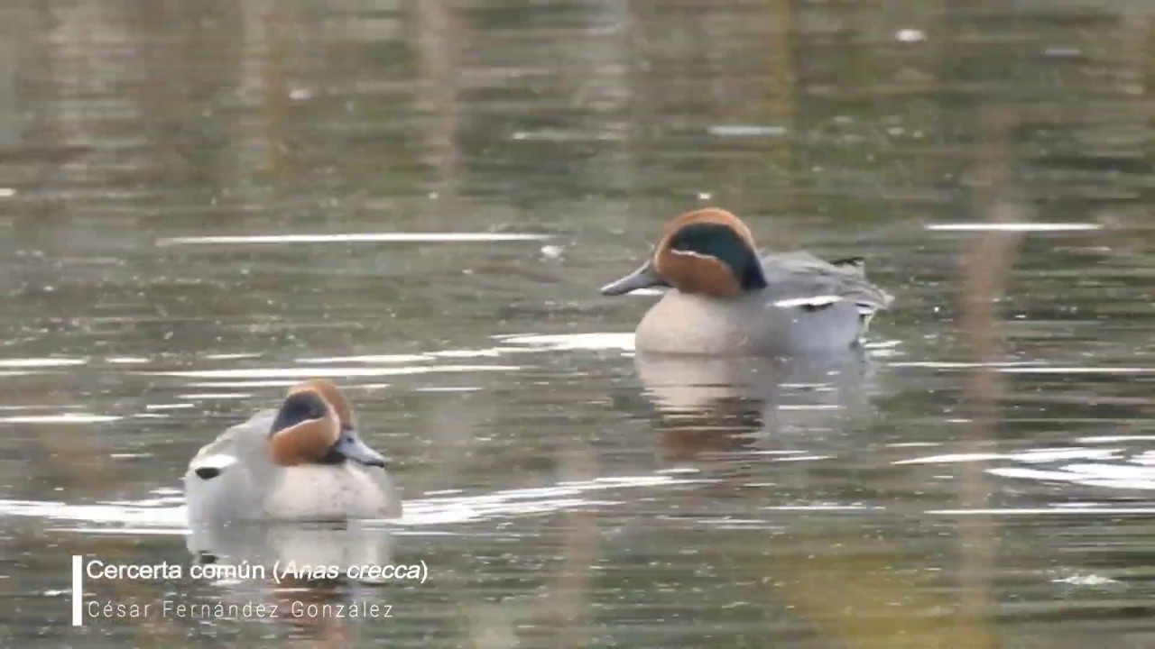 Cerceta común (Anas crecca) - YouTube