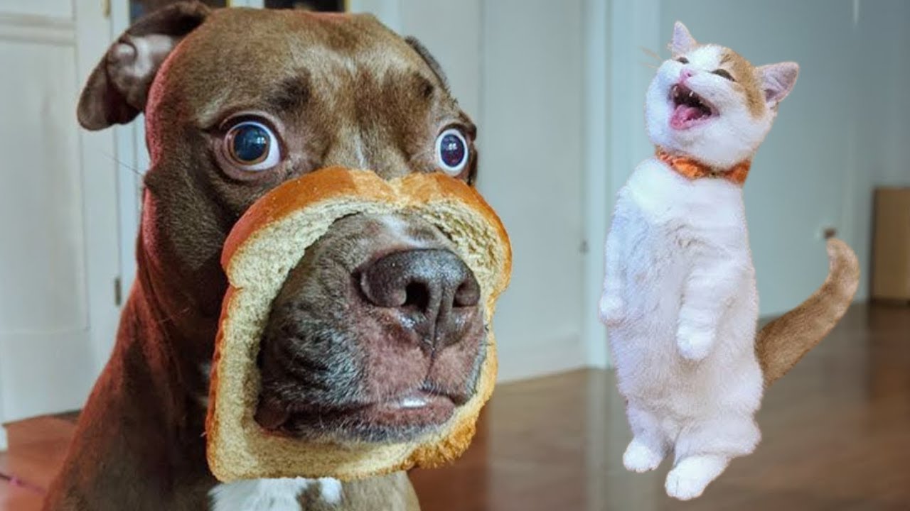 ULTIMATE Cat and Dog Videos! | FUNNIEST Pets - YouTube