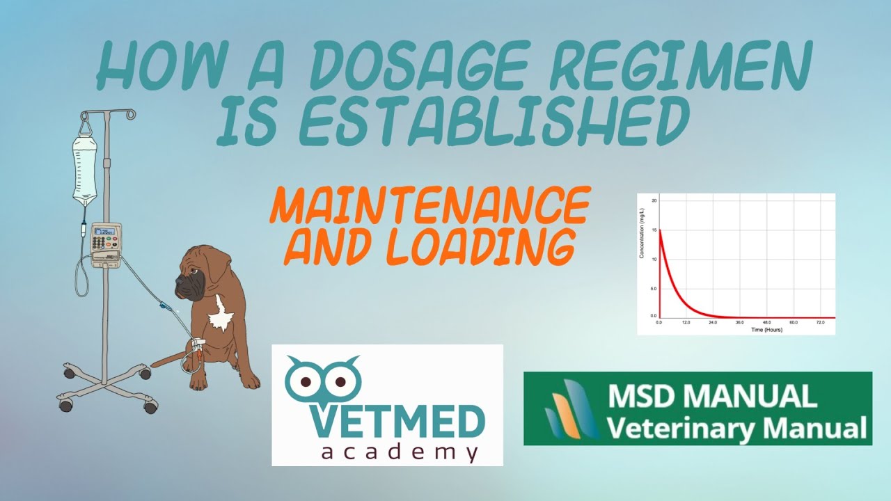 How a Dosage Regimen is Established: Maintenance and Loading - YouTube