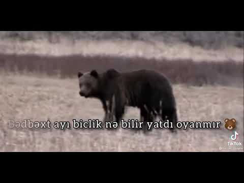 sir həmişə şirdi mənim qərdesim