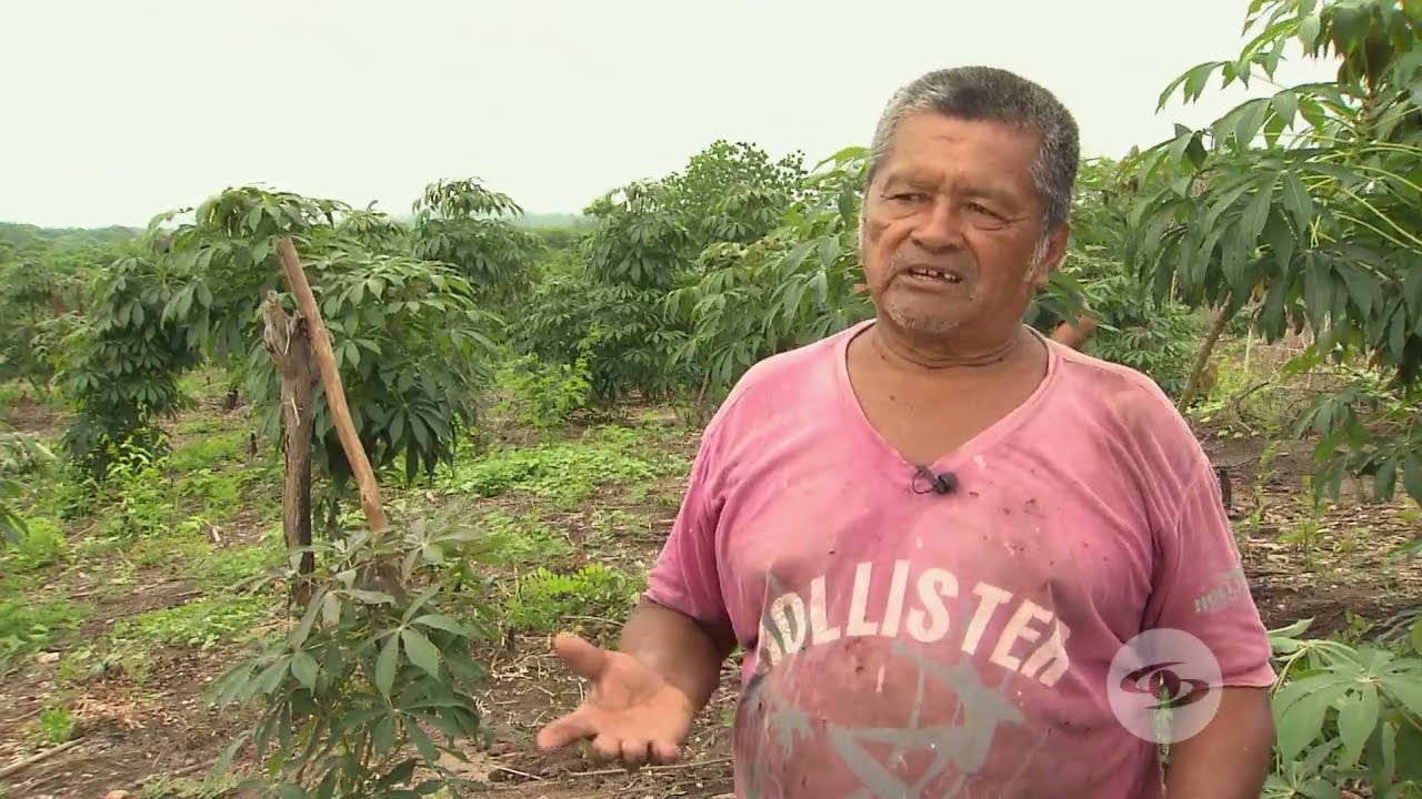 Tenga en cuenta a la hora de sembrar yuca | La Finca de Hoy - YouTube