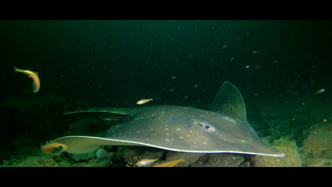 largest skate in the world - flapper skate - YouTube