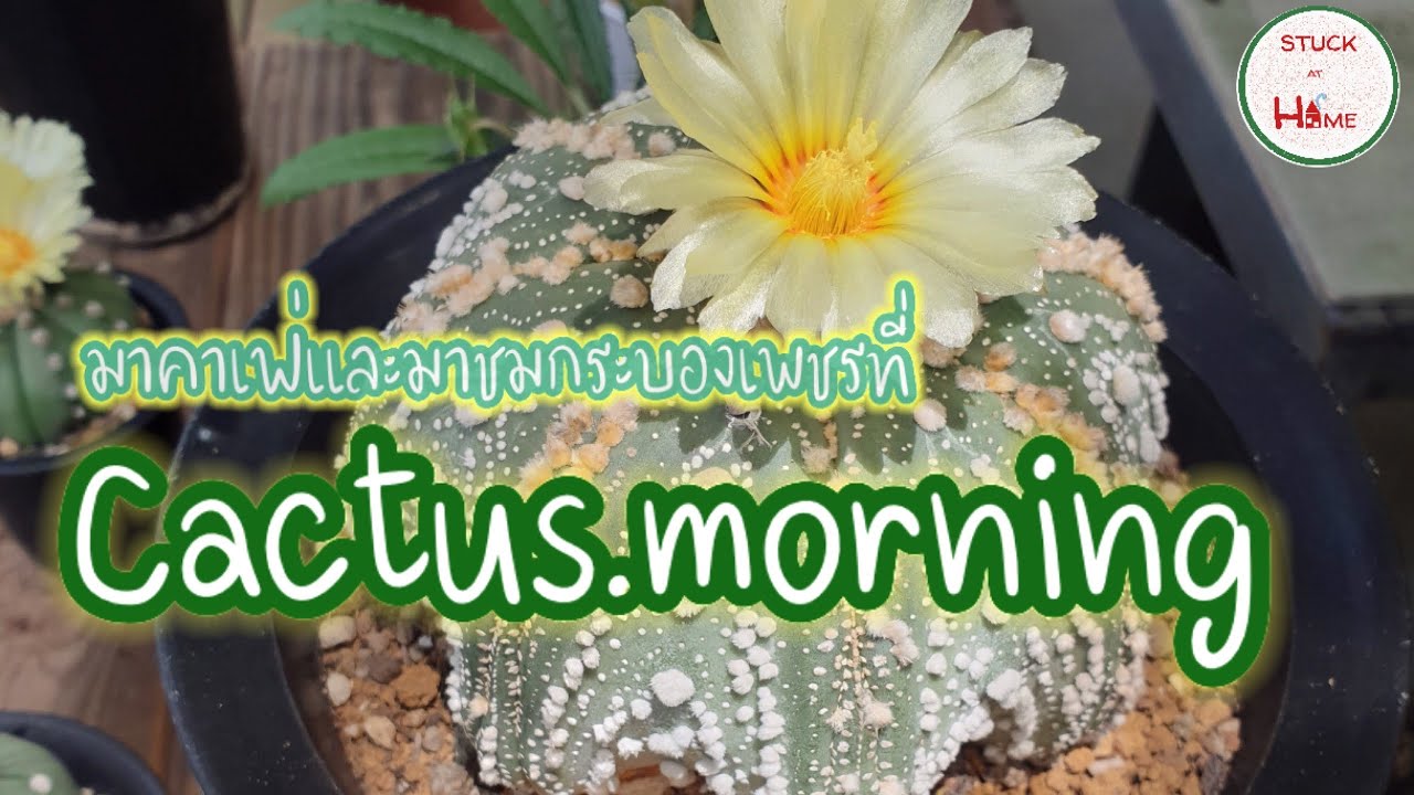 มาคาเฟ่และชมกระบองเพชรที่ cactus.morning - YouTube