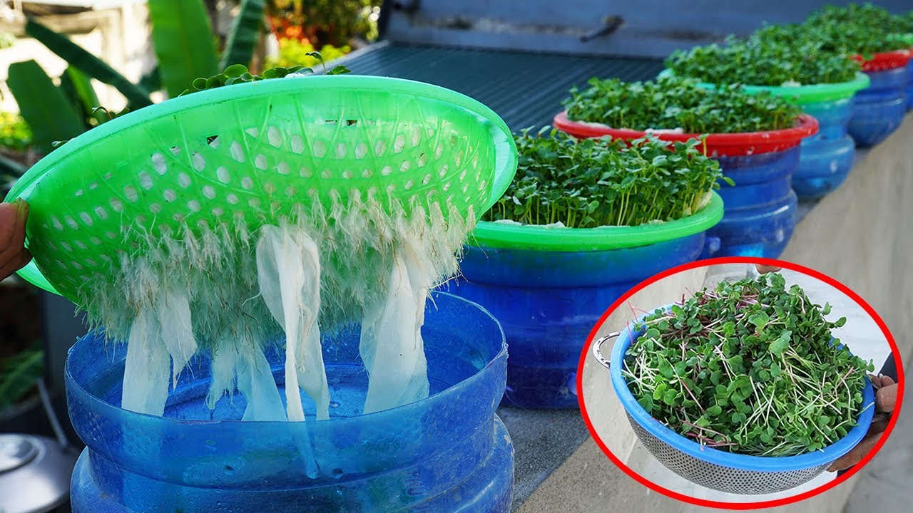Growing Sprouts With Water Is Super Easy And Fast For Harvesting ...