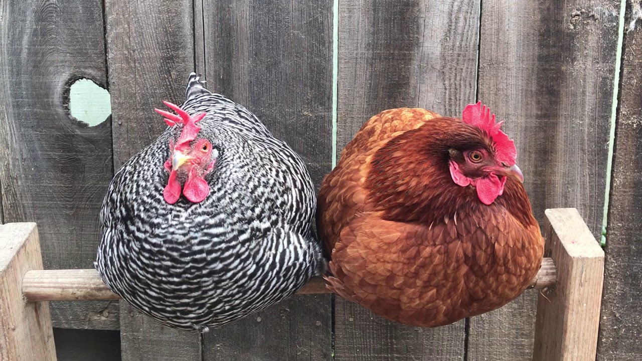 Chickens Sleeping On A Perch Together - YouTube