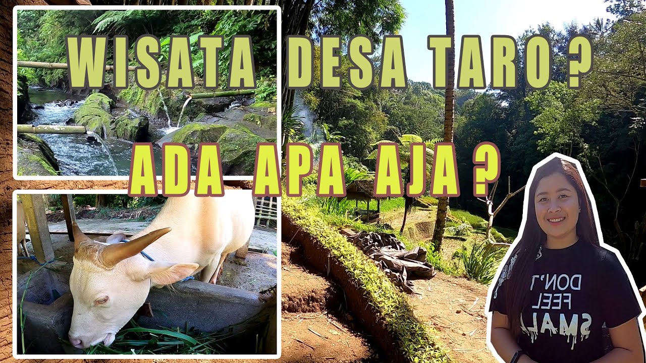 INTIP WISATA UNIK YANG ADA DI DESA TARO #BALI #WISATAUNIKDIBALI #NATURE ...