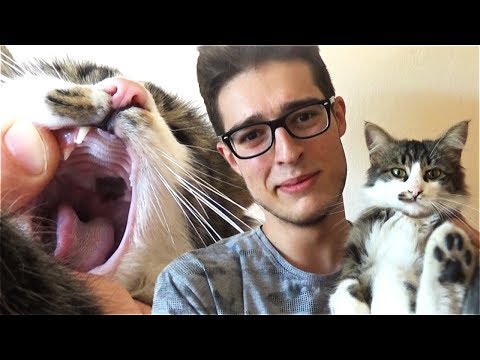 HZ. MUHAMMED'İN KEDİSİ MÜEZZA 'YI BULDUK !!  (Müezza Kedisi)