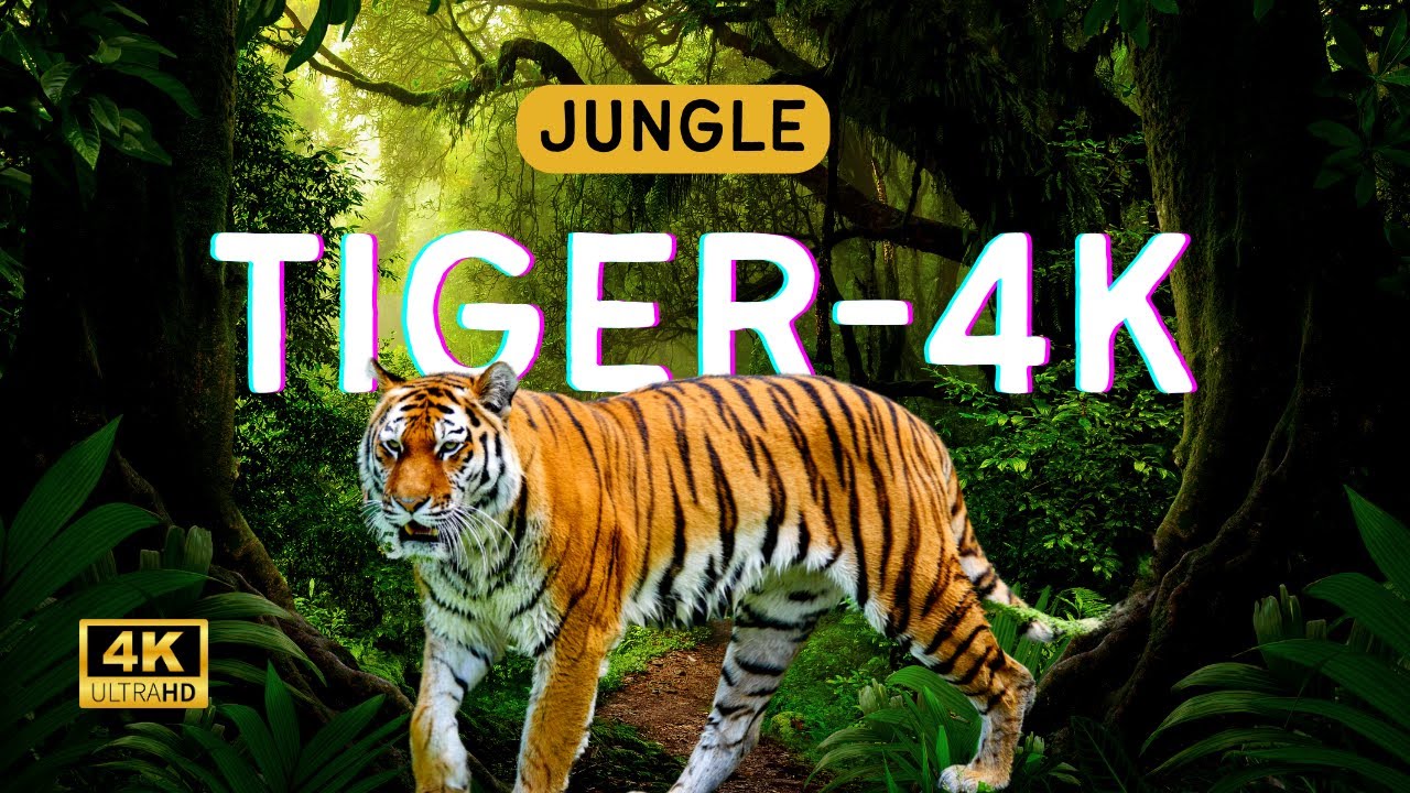 TIGER 4K :Stunning 4K Footage of Majestic Tigers in their Natural ...