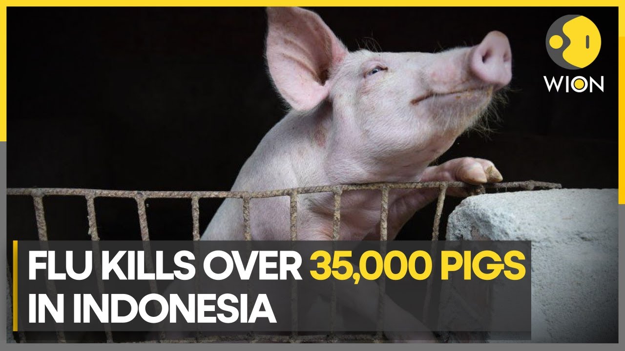 African Swine Fever Outbreak Hits Indonesia: 35,000 Pigs Dead, 285,000 ...