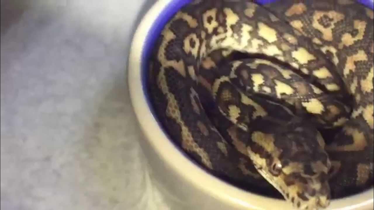 Carpondro Python Baby - YouTube