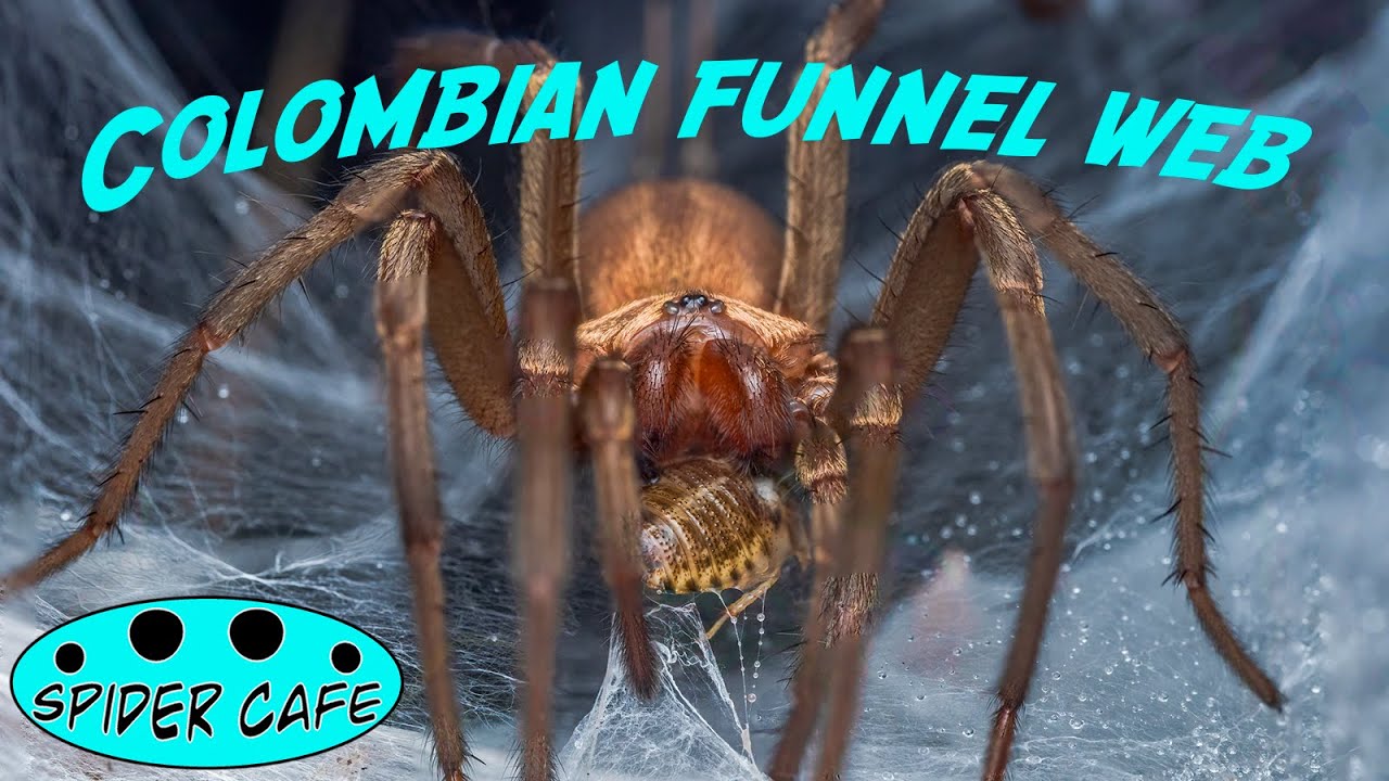 FIRST TEN MONTHS, Linothele sericata complete care - YouTube