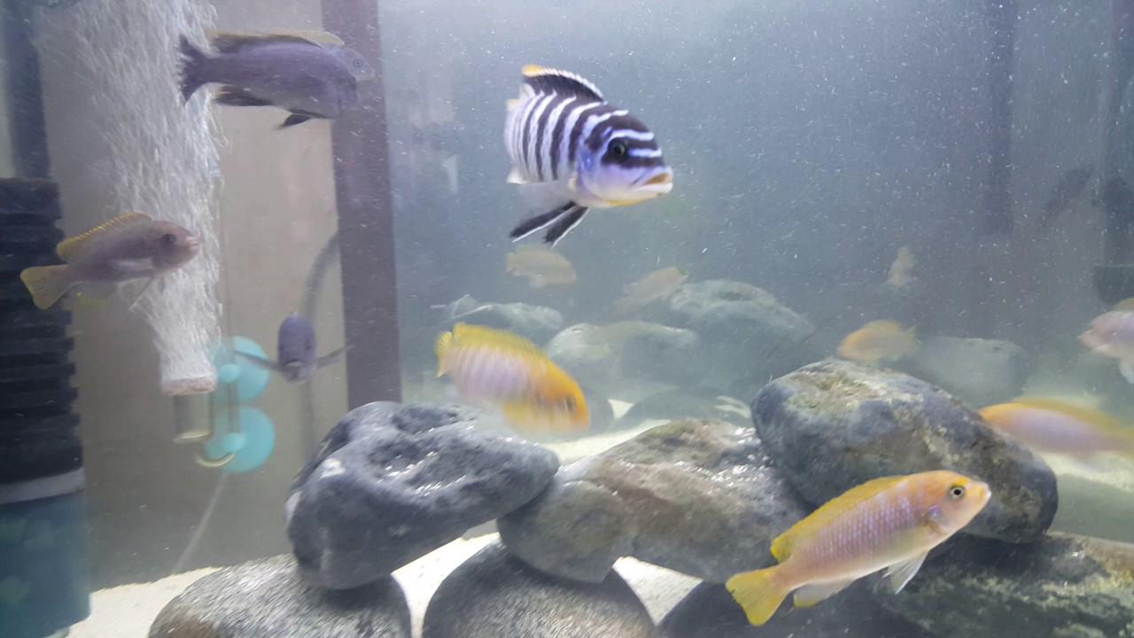 Metriaclima zebra chilumba Luwino Reef - YouTube