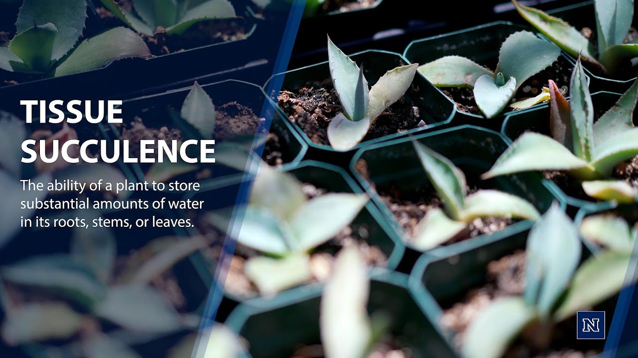 Tissue Succulence in Plants: Carrying water for climate change - YouTube