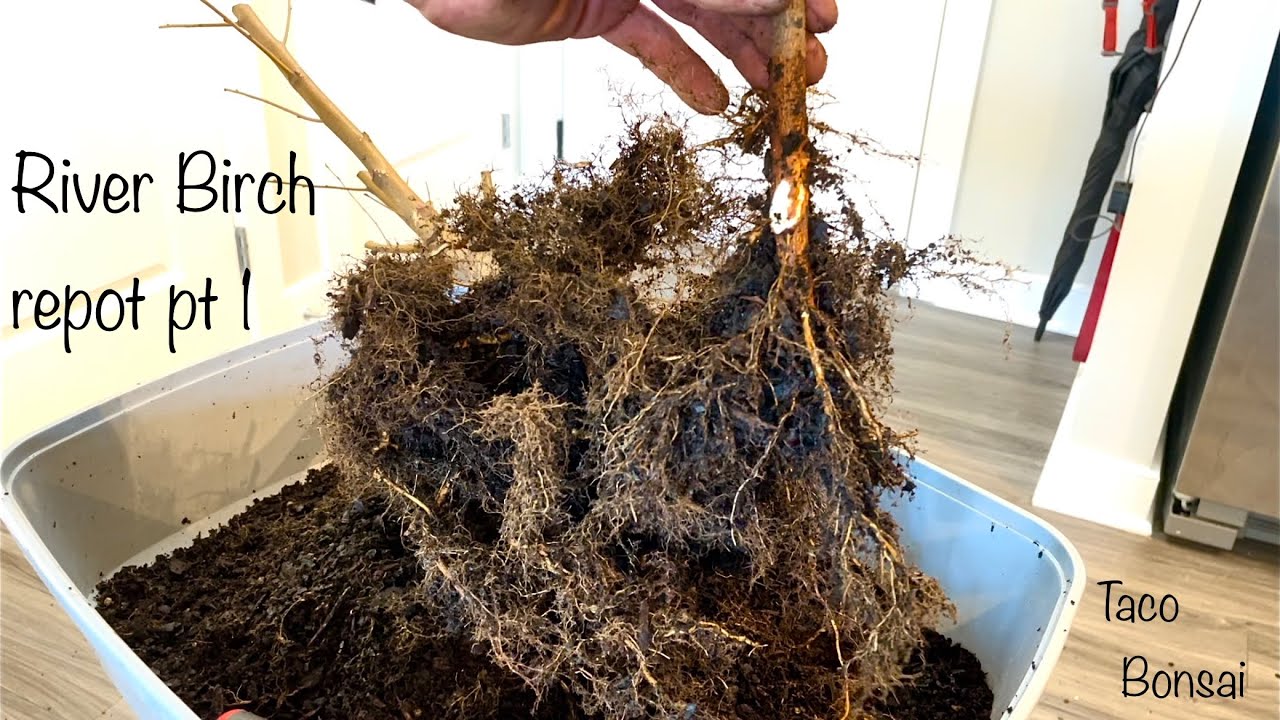 Ep 64 Taco Bonsai River Birch Repot pt 1 - YouTube