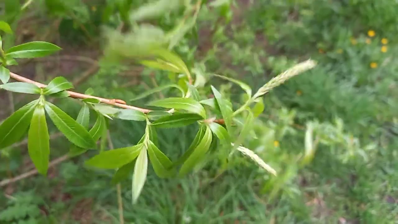 Diamond Leaf Willow Tundra