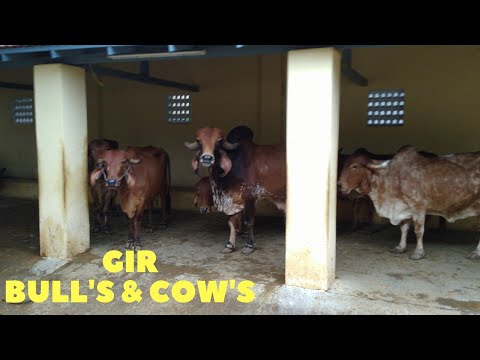 GIR BULL & COWS ||BRAZIL GIR COW|| BRAZIL GIR BULL|| DESI BREED|| - YouTube