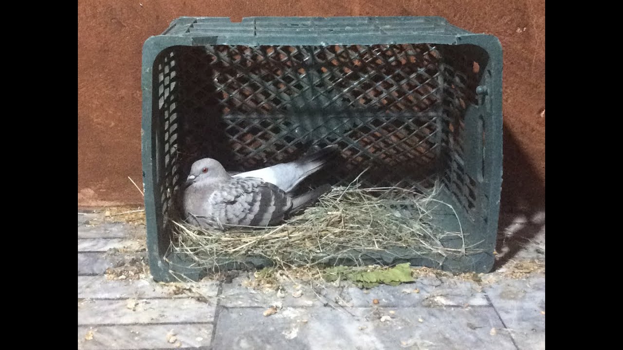 Live Pigeons | Female Pigeon Sitting in the Nest - YouTube