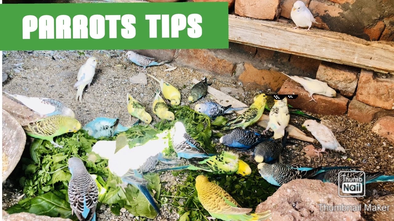 Parrots Bagri Care In Winter Season Very HappY And Fitnesses In Youtube ...