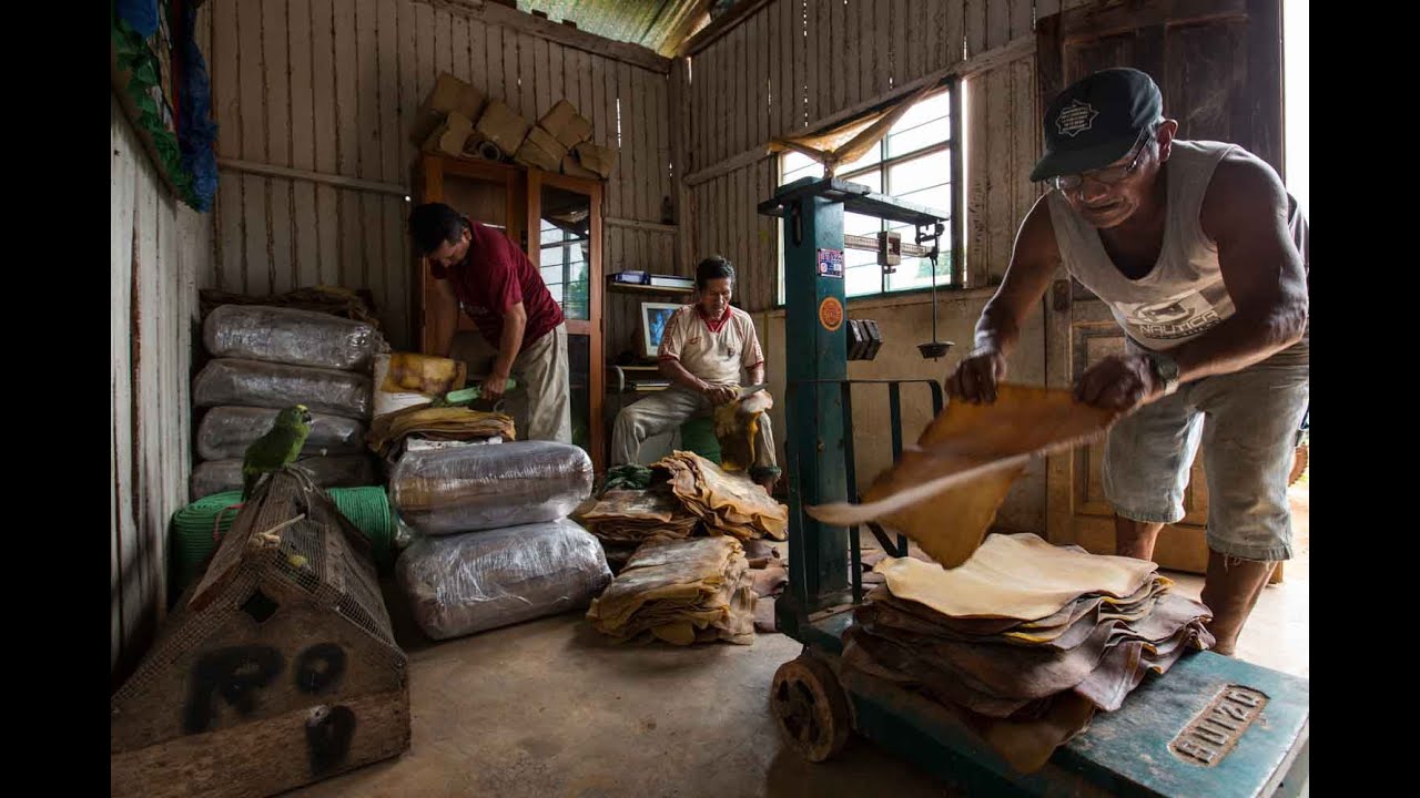 Shiringa: Revalorando el bosque amazónico - YouTube