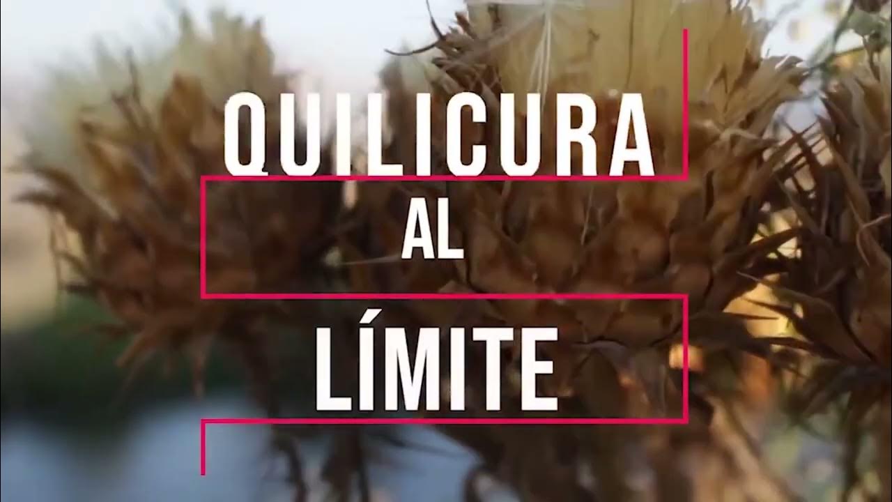 Instan a reponer Declaratoria de Humedal Urbano de Quilicura - YouTube