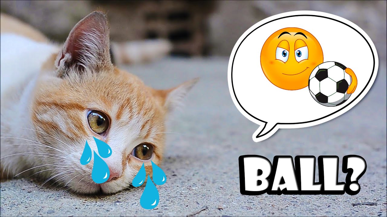 Adorable Kitten Wants to Play With Ball - Angry Kitten - YouTube