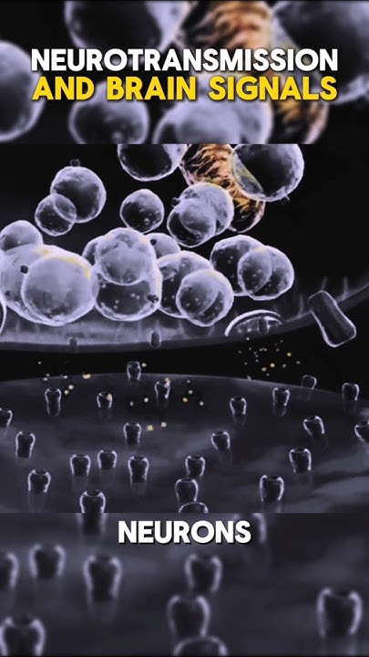 Neurotransmission | Brain Signals - YouTube