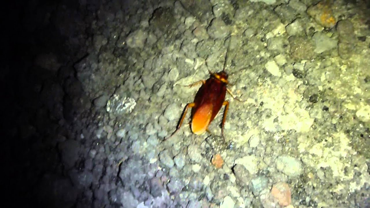 Hawaiian Cockroach 00031 - YouTube