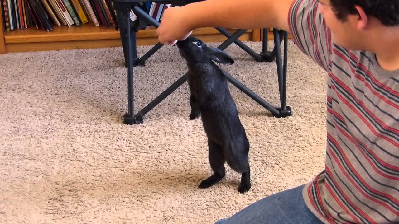 Funny Bunny Stands up & Walks for food - YouTube