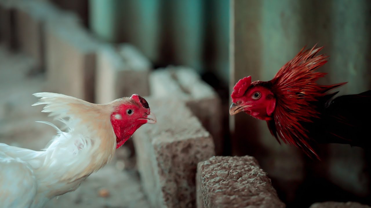 sandai seval mass whatsapp status / from i photos - YouTube