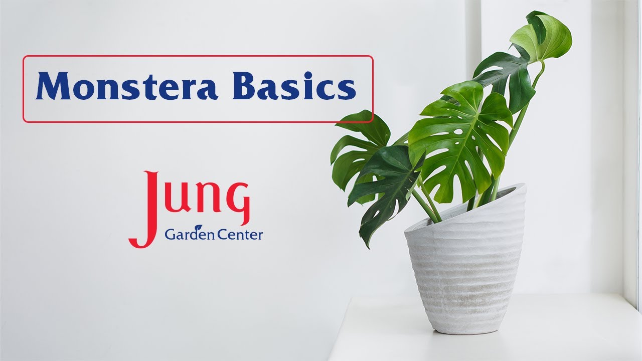 Monstera Basics - YouTube