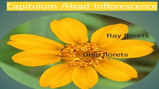 Capitulum Inflorescence