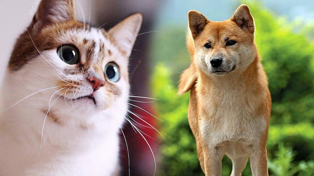 Funny Cat and Dogs Videos That Will Keep You Laughing! - YouTube