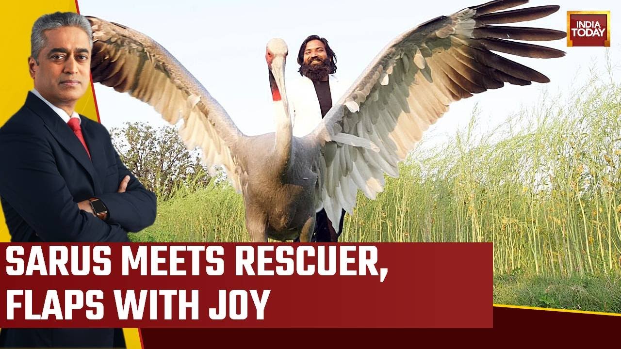 Good News Story: Watch Heartwarming Reunion Of Sarus Crane With Arif In ...