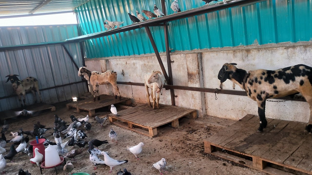 Biggest Macharla - Rampuri Sheep Available Contact 9640796895 - YouTube